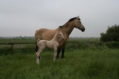 Creme - Paarden-encyclopedie