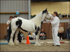Tinker - Paarden-encyclopedie