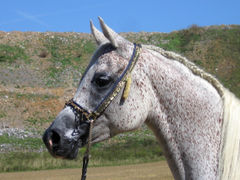 Arabier - Paarden-encyclopedie