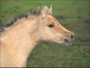 Veulen - Paarden-encyclopedie