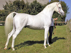 Arabier - Paarden-encyclopedie