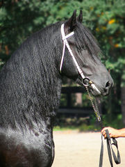 Fries paard - Paarden-encyclopedie