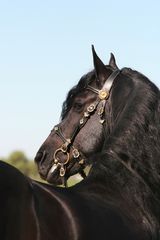 Fries paard - Paarden-encyclopedie