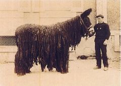 Poitou-ezel - Paarden-encyclopedie