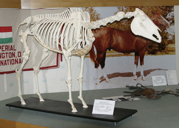 Arabier - Paarden-encyclopedie