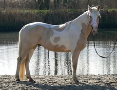 Creme - Paarden-encyclopedie