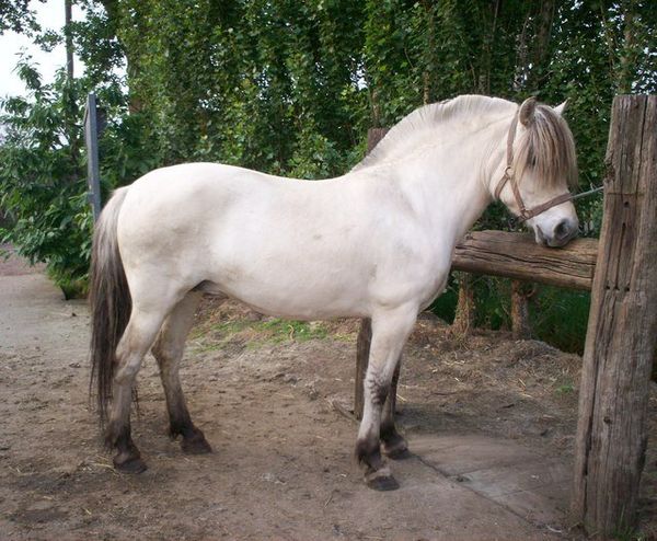 Fjordenpaard - Paarden-encyclopedie