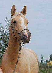 Creme - Paarden-encyclopedie