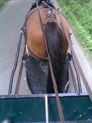 Drollenvanger - Paarden-encyclopedie