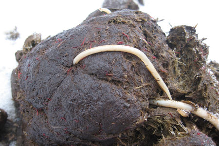 Cyathostominae - Paarden-encyclopedie