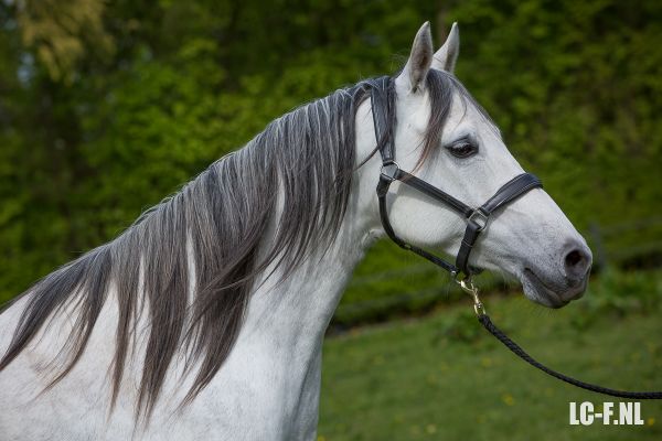 Shagya arabier - Paarden-encyclopedie