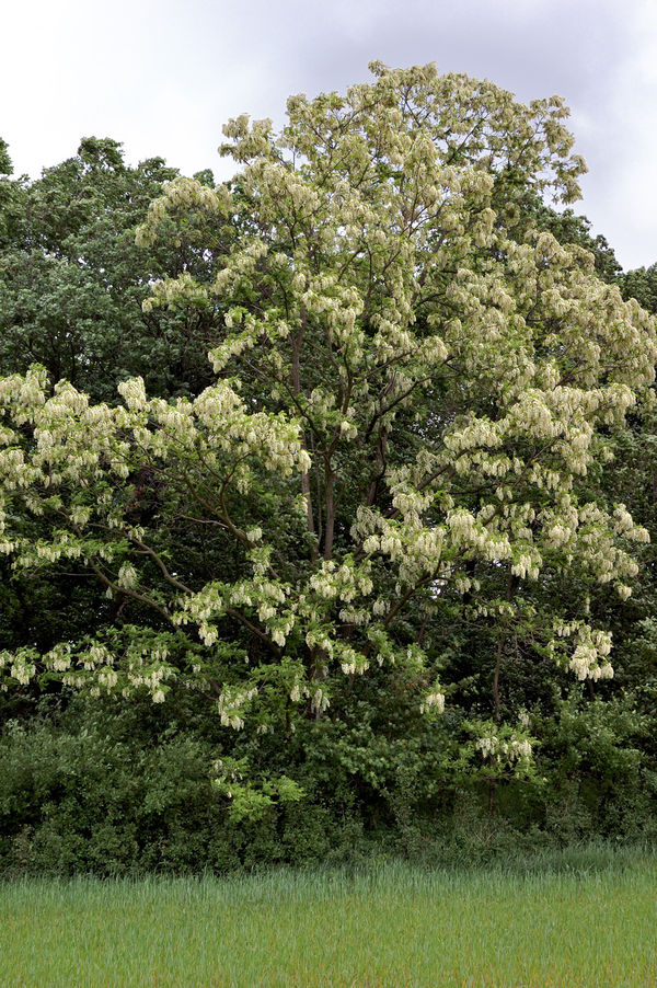 Acacia - Paarden-encyclopedie