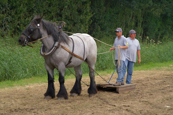 Gareeltuig - Paarden-encyclopedie