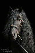 Fries paard - Paarden-encyclopedie