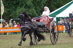 Sjees - Paarden-encyclopedie