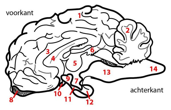 Hersenen - Paarden-encyclopedie