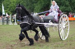 Sjees - Paarden-encyclopedie