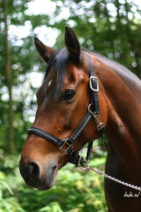 Halster - Paarden-encyclopedie