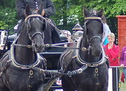 Disselboom - Paarden-encyclopedie