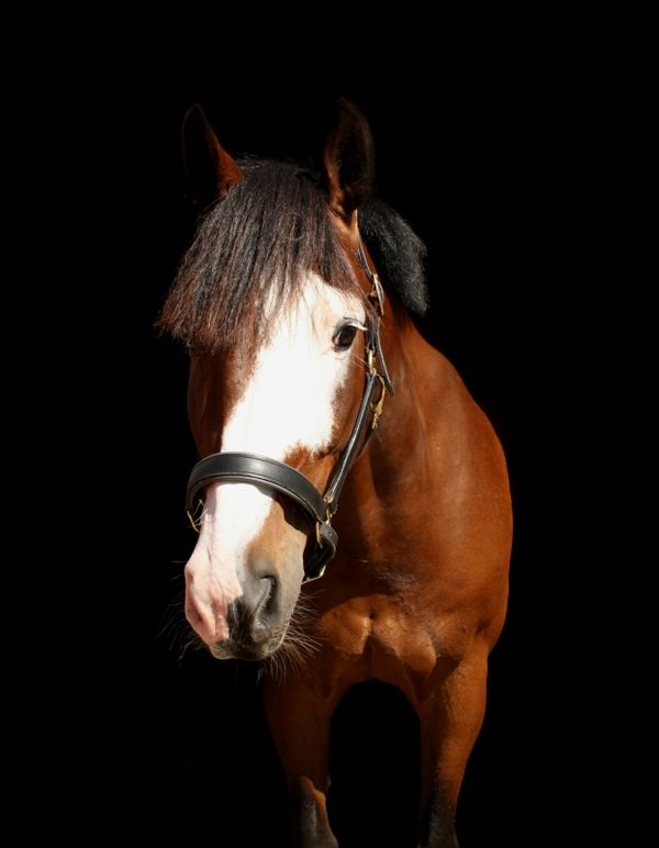 Aftekening - Paarden-encyclopedie