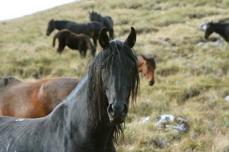 Kabardin - Paarden-encyclopedie