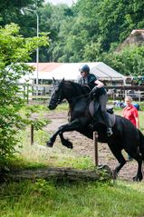 Fries paard - Paarden-encyclopedie