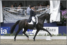 Draf - Paarden-encyclopedie