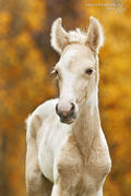 Creme - Paarden-encyclopedie
