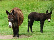 Poitou-ezel - Paarden-encyclopedie