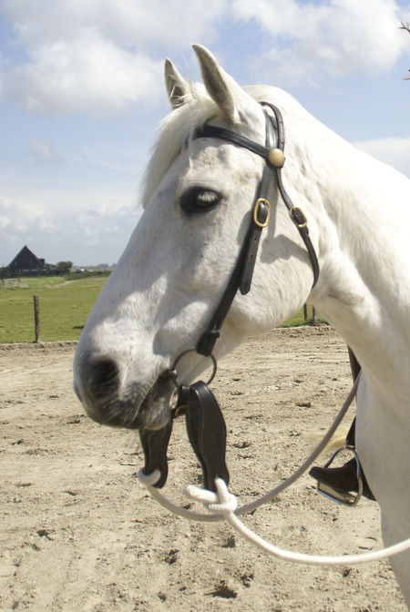 Parelli - Paarden-encyclopedie