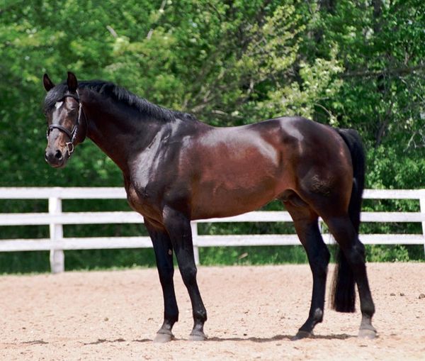 Trakehner (ras) - Paarden-encyclopedie