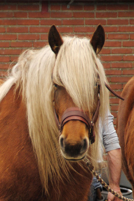 Comtois - Paarden-encyclopedie