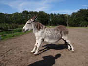 Ezel - Paarden-encyclopedie