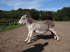 Ezel - Paarden-encyclopedie