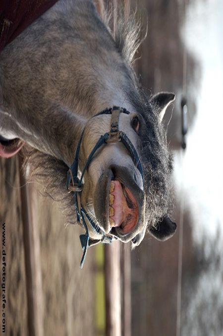 Flemen - Paarden-encyclopedie