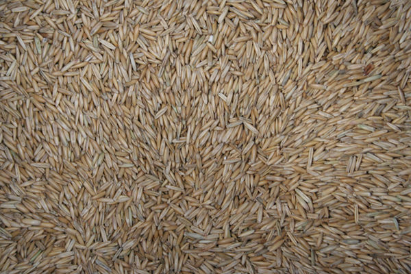 Graan - Paarden-encyclopedie