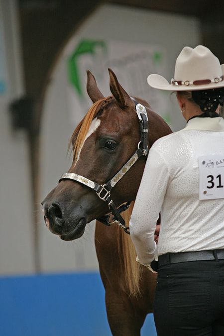 Showmanship at Halter - Paarden-encyclopedie