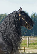 Fries paard - Paarden-encyclopedie