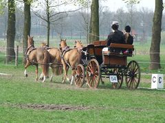 Vierspan - Paarden-encyclopedie