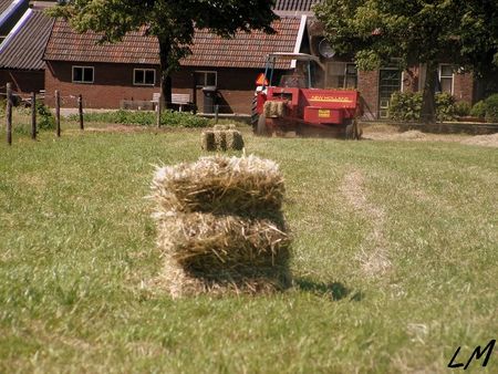 Hooi - Paarden-encyclopedie