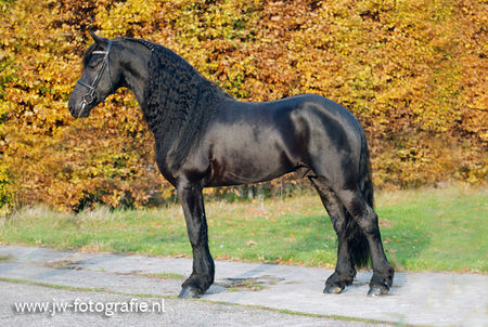 Fries paard - Paarden-encyclopedie