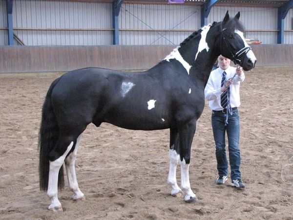 Barock pinto - Paarden-encyclopedie