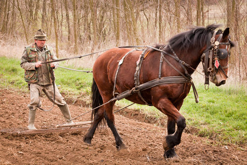 Paard - Paarden-encyclopedie