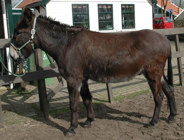 Ezel - Paarden-encyclopedie