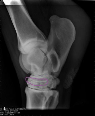 Fotoserie: Rontgenfoto spat - Paarden-encyclopedie