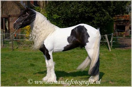 Tinker - Paarden-encyclopedie
