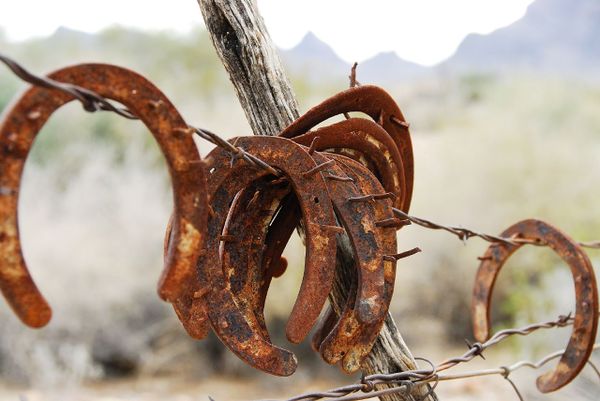 Hoefijzer - Paarden-encyclopedie