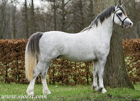 Welsh pony - Paarden-encyclopedie