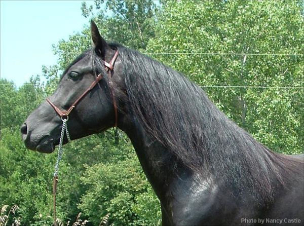 Morab - Paarden-encyclopedie