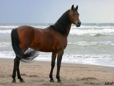 Bruin - Paarden-encyclopedie